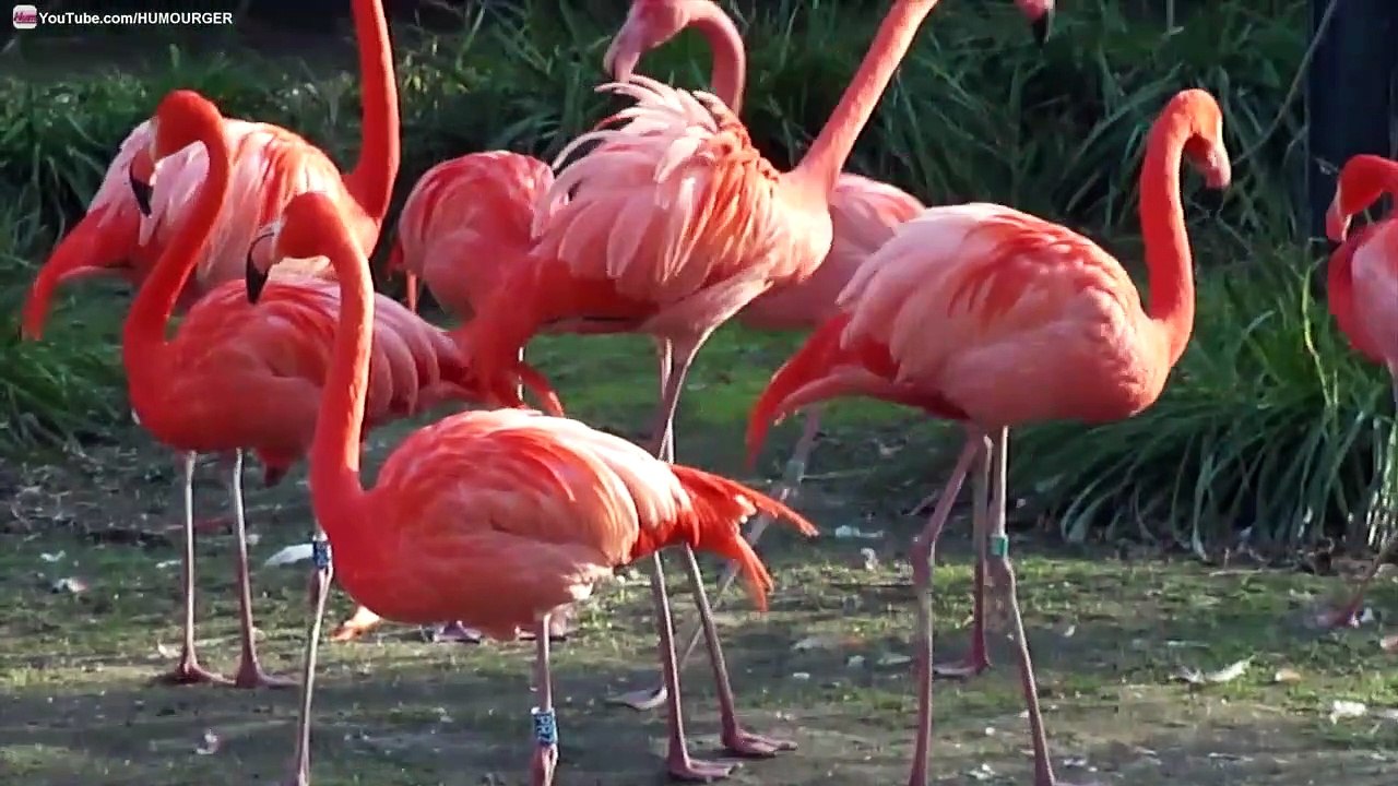 Flamants Roses rigolos qui bougent leurs têtes en même temps - Vidéo ...