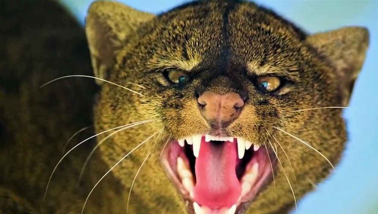 10 Abnormally Strange Cats That Actually Exist - video Dailymotion