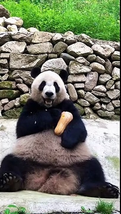 Panda - video Dailymotion