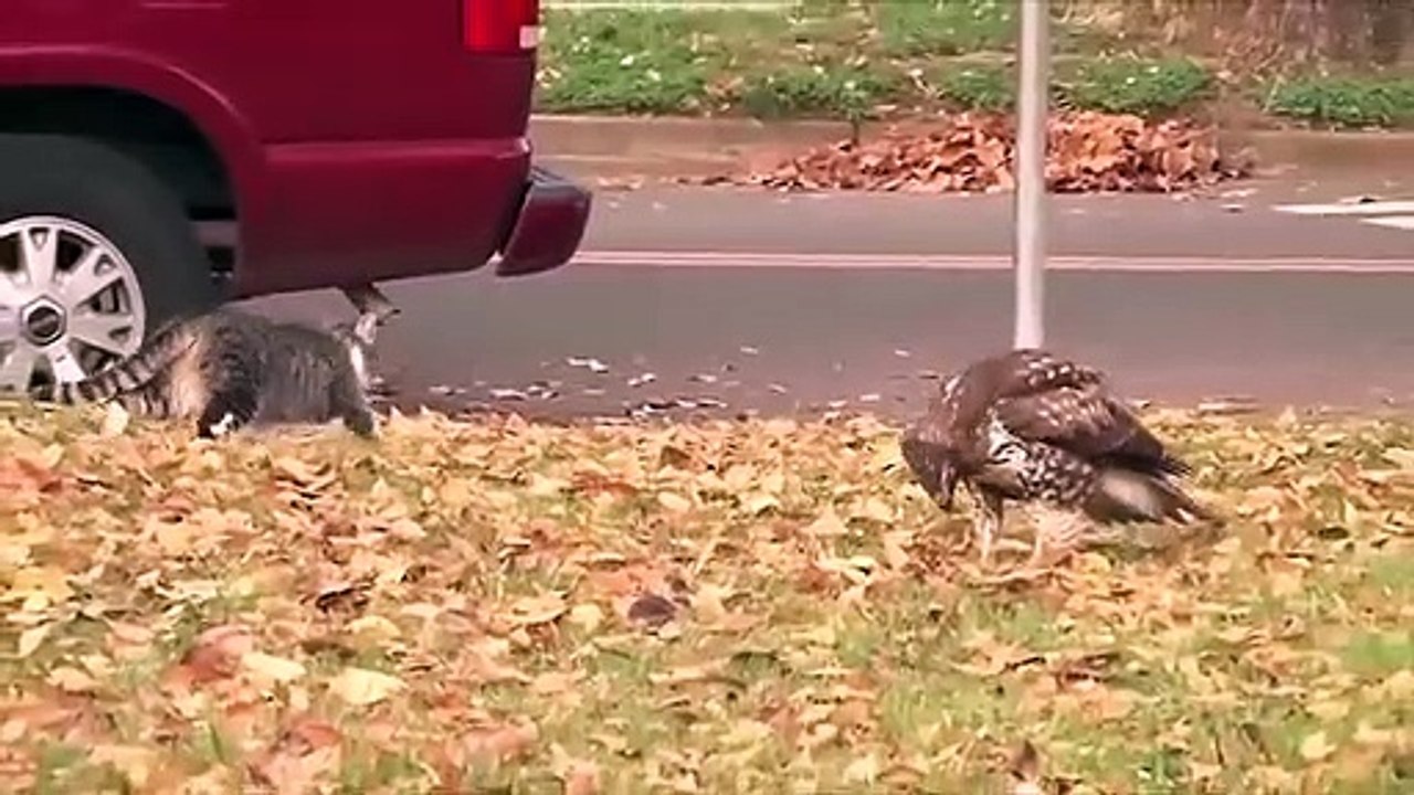 30 Merciless Animal Battles Ever Filmed (2) - video Dailymotion