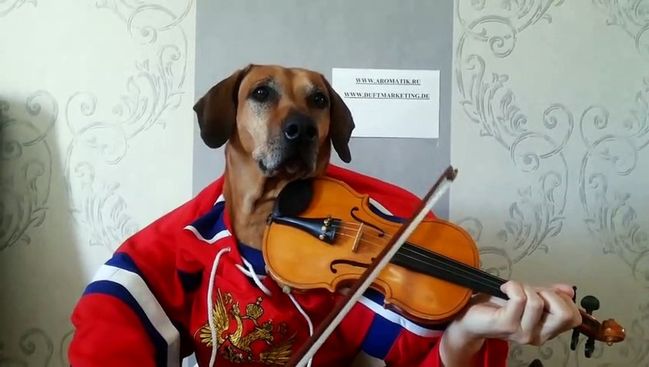 Funny Dog playing violin happy birthday to you - Vidéo Dailymotion