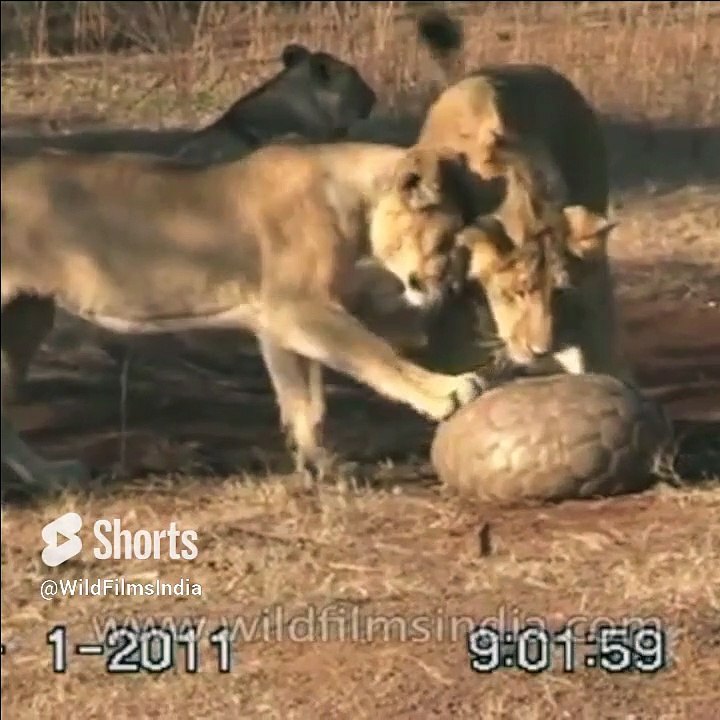 Pangolin fights off Lions by curling up! #shorts #wildlife - video ...