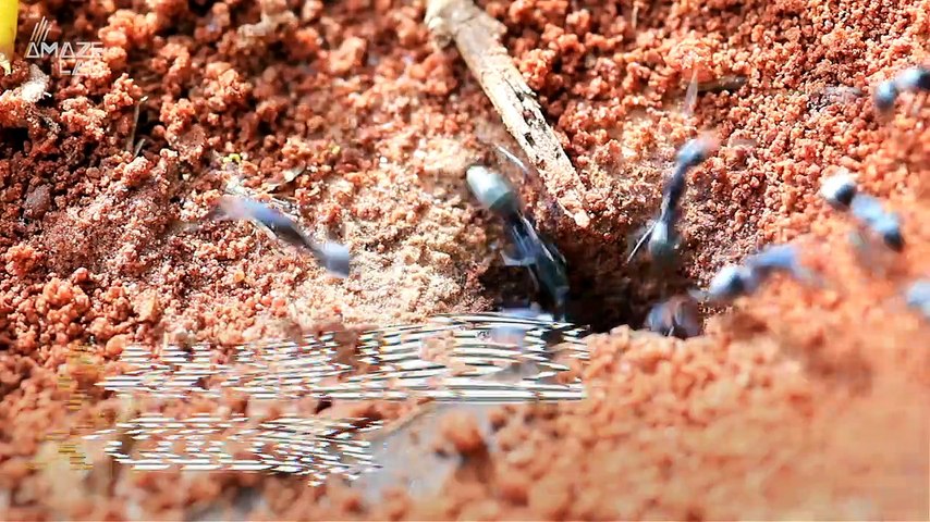 Invasive Ant Species in Florida Taking Over By Working with Other Ant ...