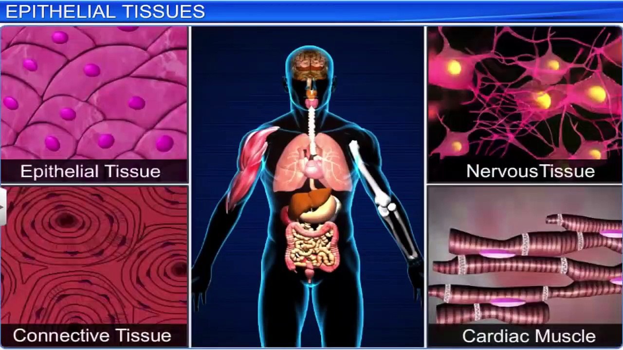 1. Epithelial tissue - video Dailymotion