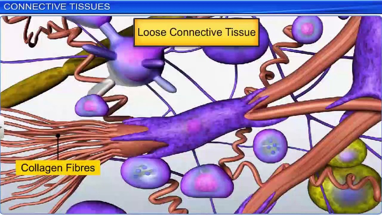 2. Connective tissues - video Dailymotion