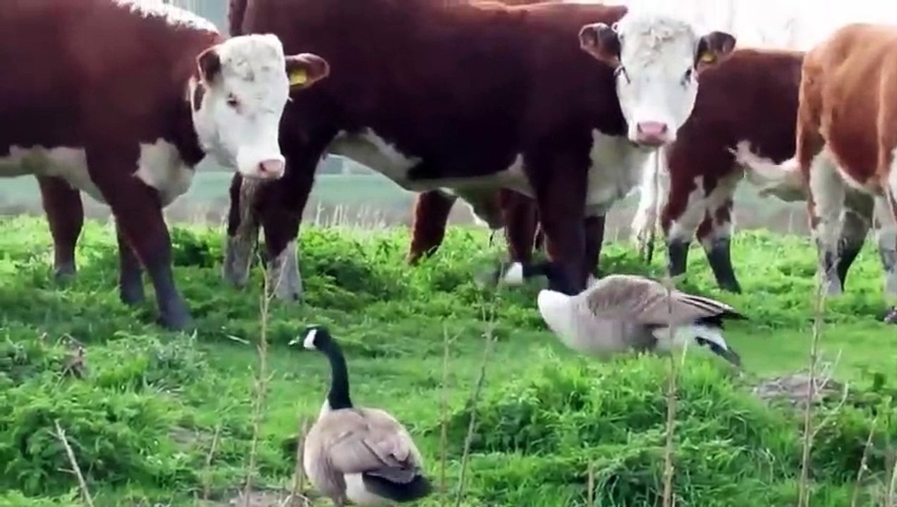 When Animals Messed With The Wrong Opponent! (4) - video Dailymotion