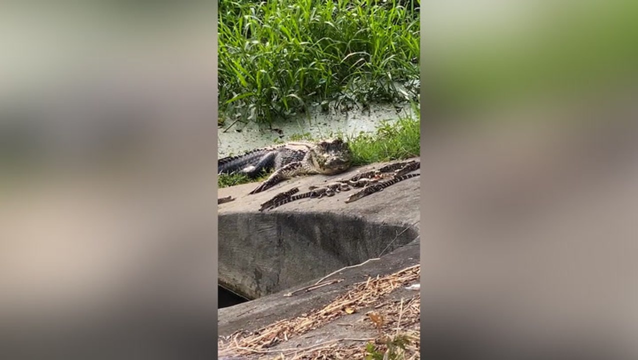 Family of alligators spotted near Florida golf course - video Dailymotion
