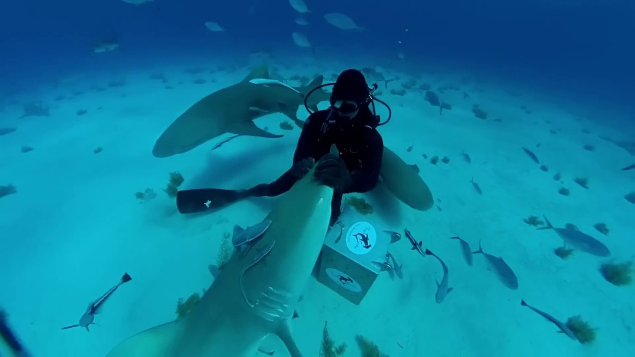 Testing if Sharks Can Smell a Drop of Blood | Mark Rober - video ...
