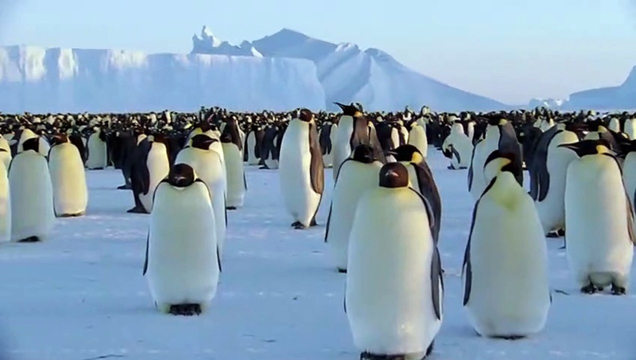 Round Planet S01E06 - Penguins - 動画 Dailymotion
