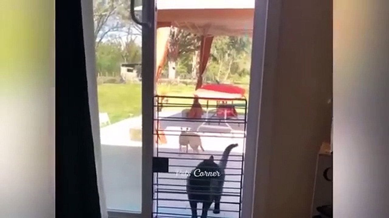 Funniest_Animals_2022__Best_Funny_Cats_and_Dogs__Part_13_|_Pets_Corner ...