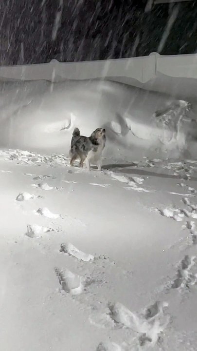 Callie Catches the Snow - video Dailymotion