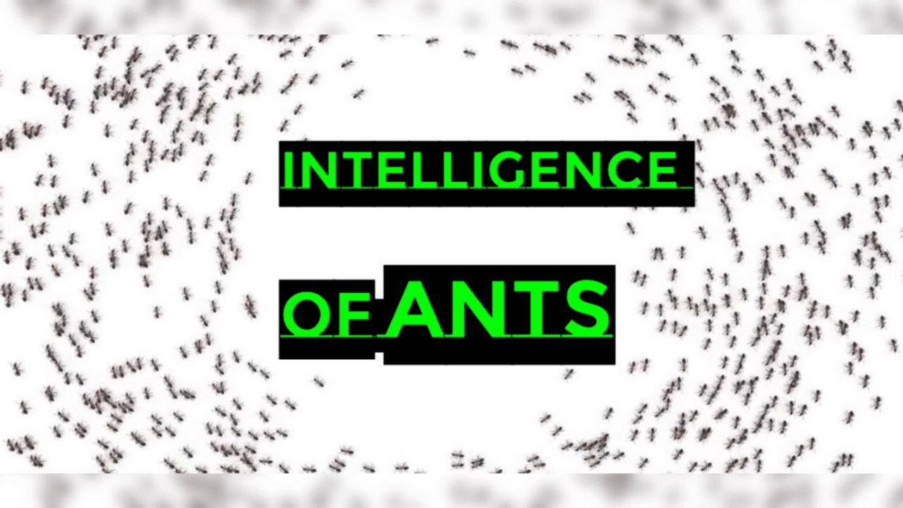 The Intelligence of Ant I Ant intelligence I How smart are ants - video ...