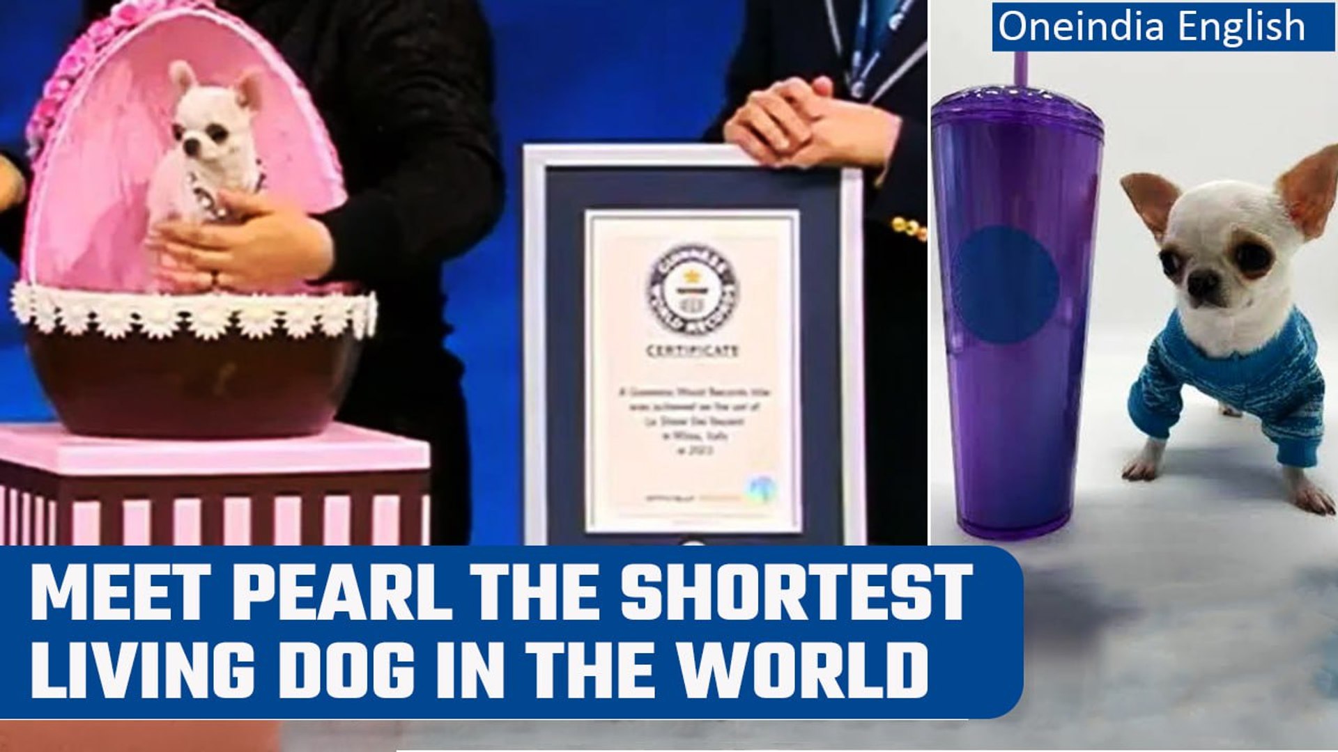 Smallest Dog In The World Guinness 2014 Designer Pets That Suffer