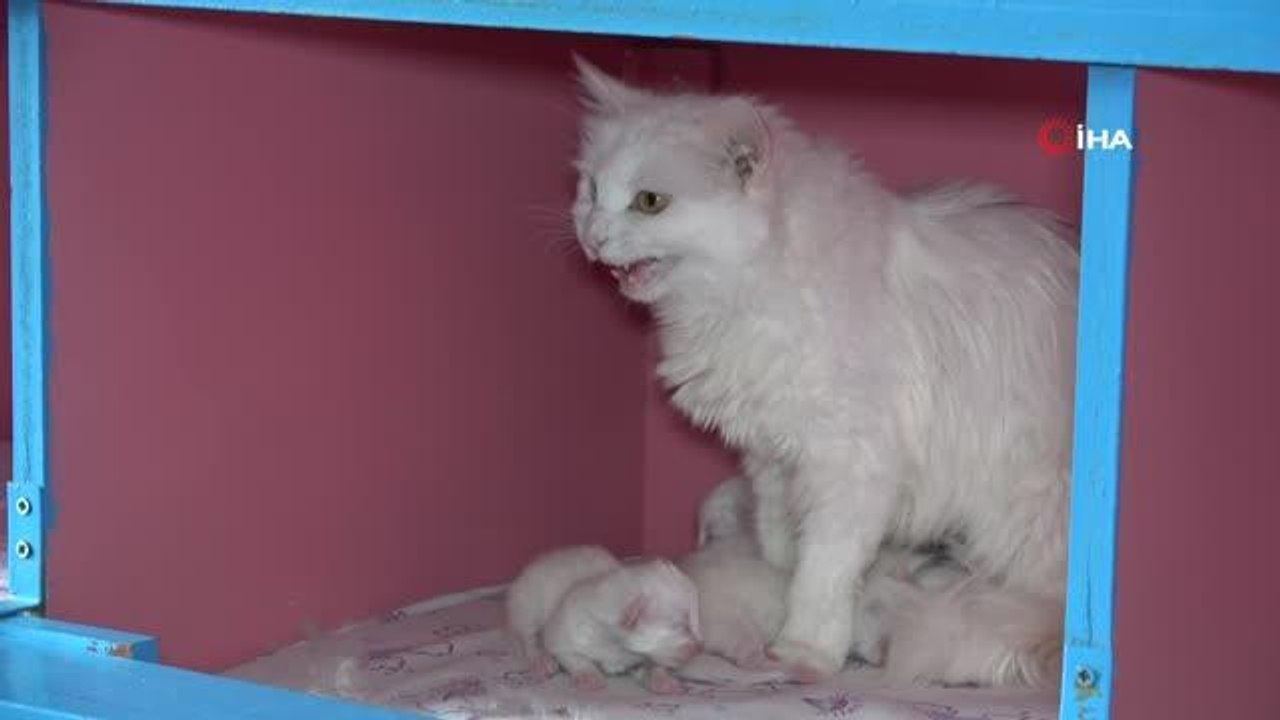 Van Kedi Villası'nda 20 anne kedi doğum yaptı - Dailymotion Video