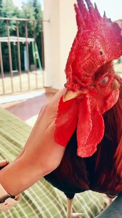 Rooster Excited To See Owner - video Dailymotion