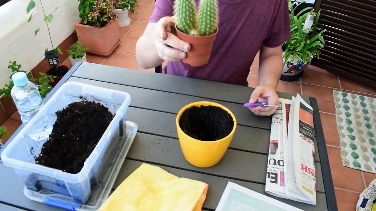COMO TRASPLANTAR UN CACTUS SIN PINCHARSE TRASPLANTA UN CACTUS SIN ...