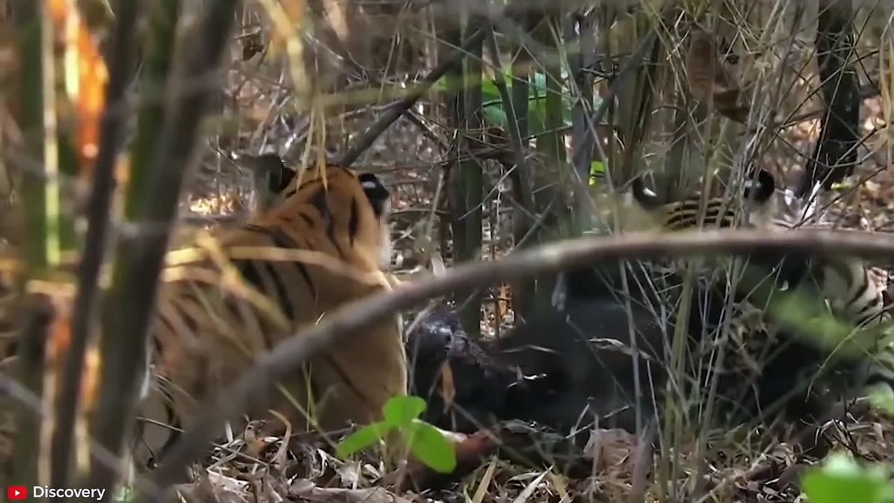 15 DEADLIEST Tiger Attacks Caught on Camera Pet Spot - video Dailymotion