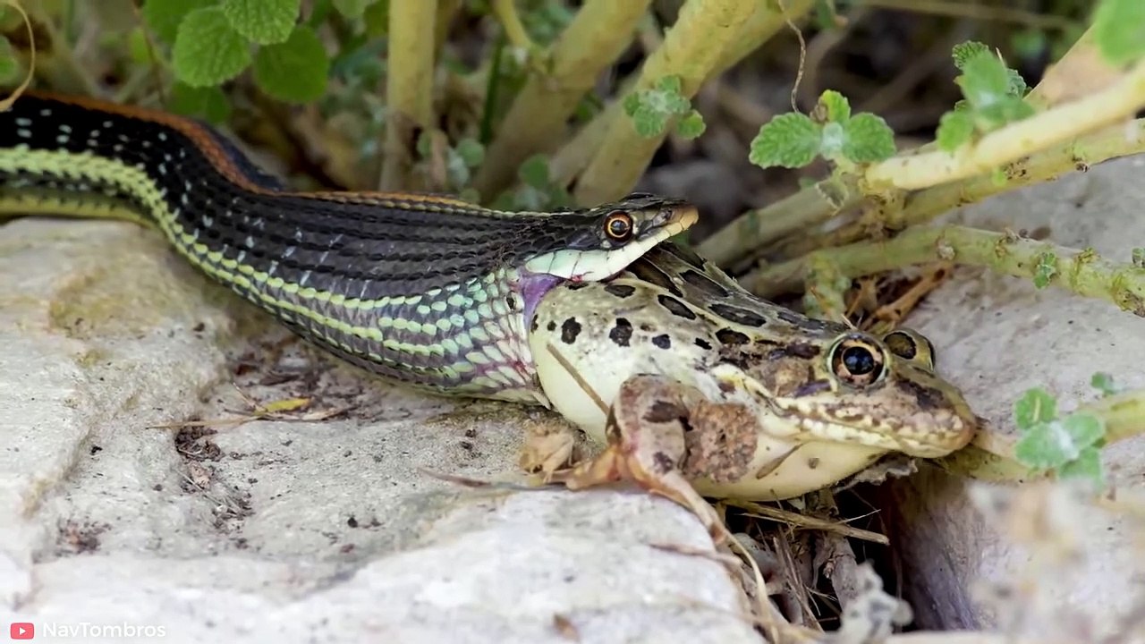 CRAZY Moments of Snakes Devouring Their Prey Pet Spot - video Dailymotion