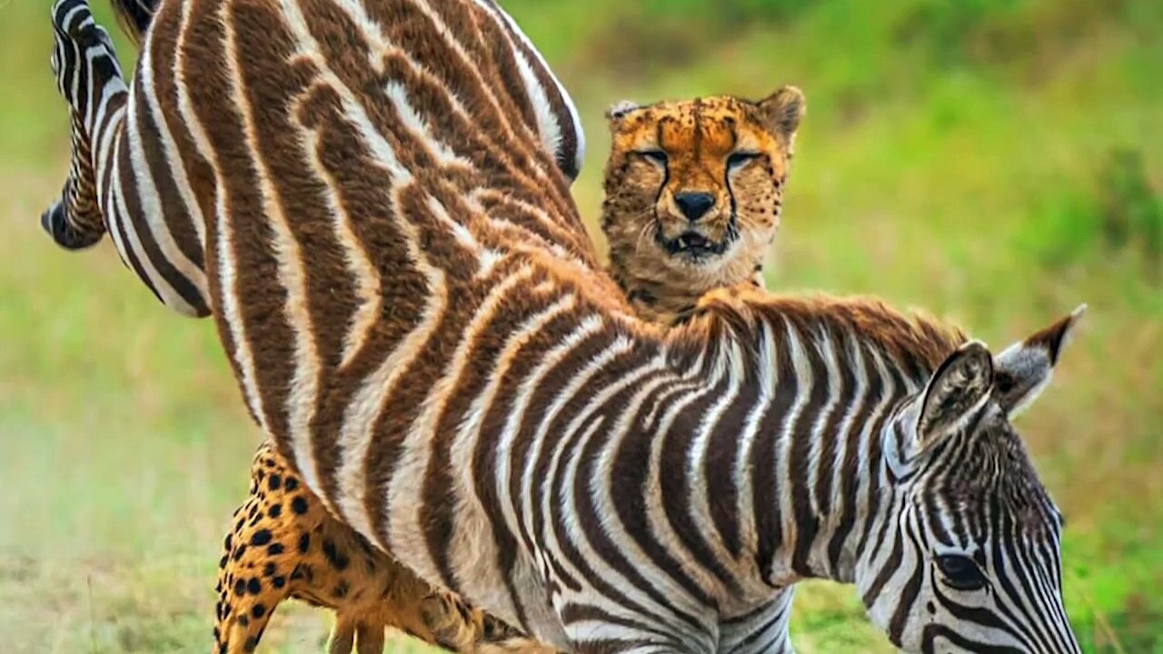 INSANE Moments of Wild Animals Messing with the Wrong Animals Pet Spot ...