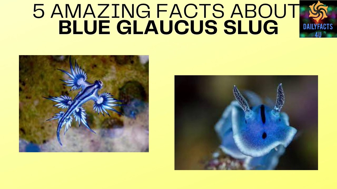 5 amazing Facts about blue glaucus slugs. - video Dailymotion