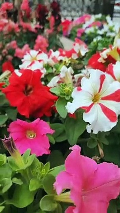 Flowers |Natures - video Dailymotion
