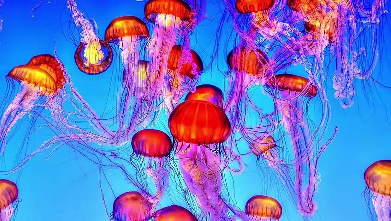 Jellyfish Facts For Kids | Learn About Jellyfish! - video Dailymotion