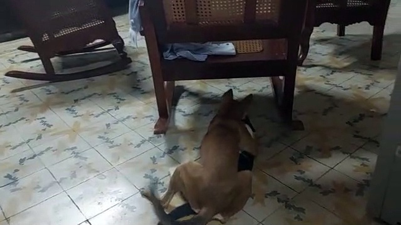 Dog kissing cate | 1st time in the world dog kissing cat #kissingvideo ...