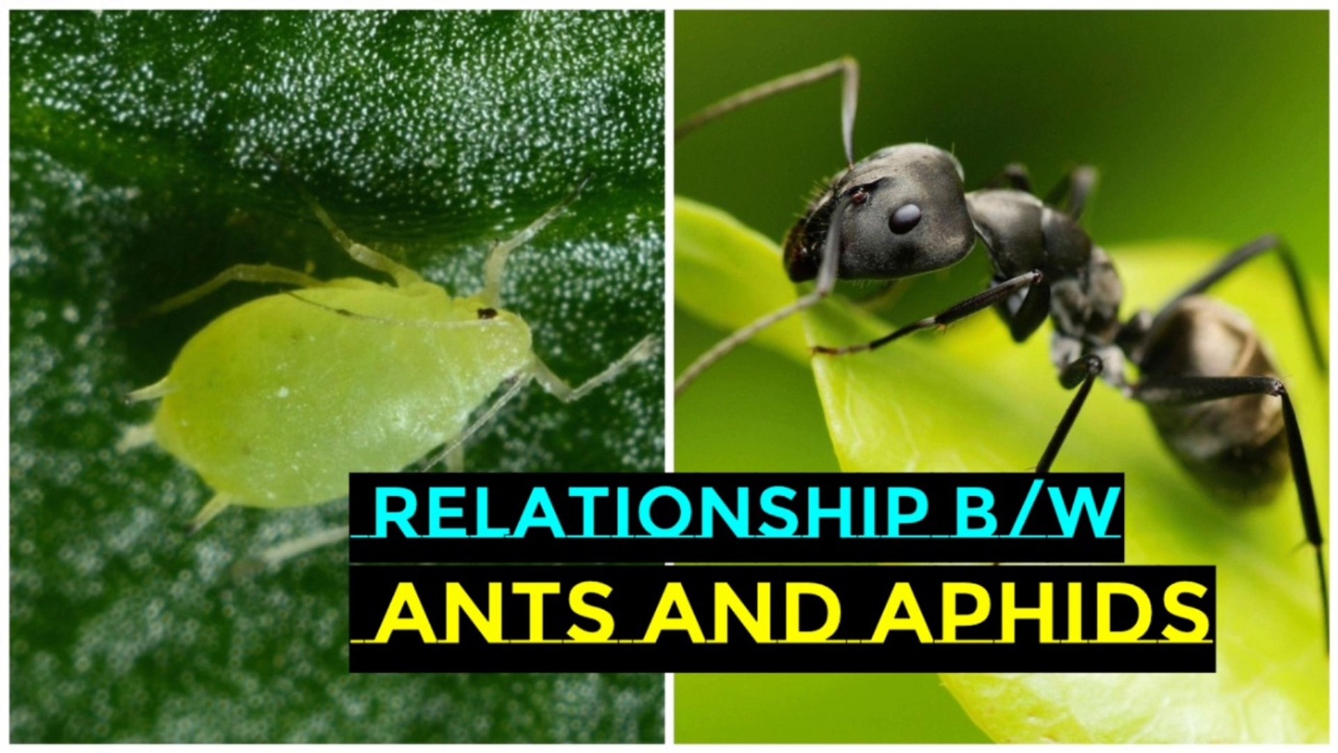 Aphids And Ants Symbiotic Relationship