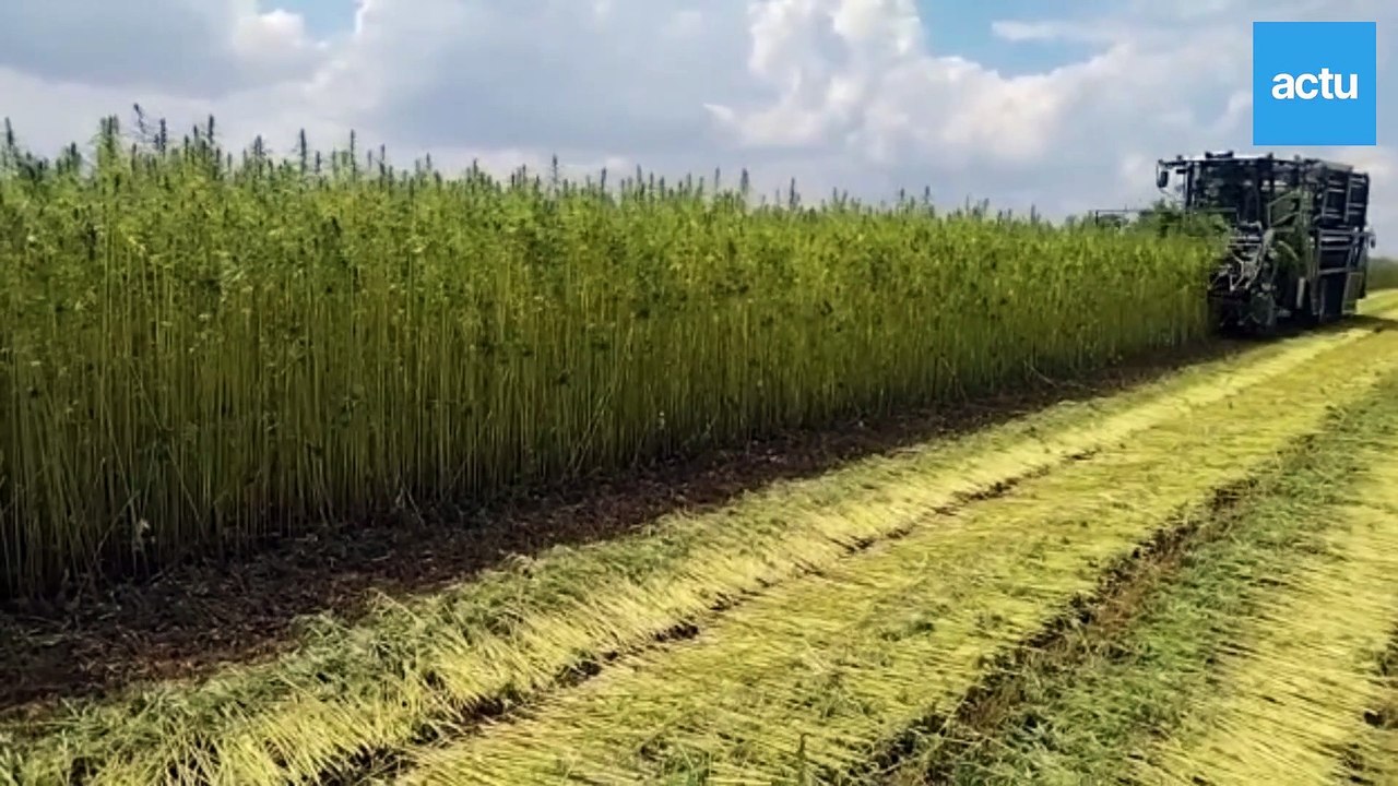 La Hyler sativa 200 en action - Vidéo Dailymotion