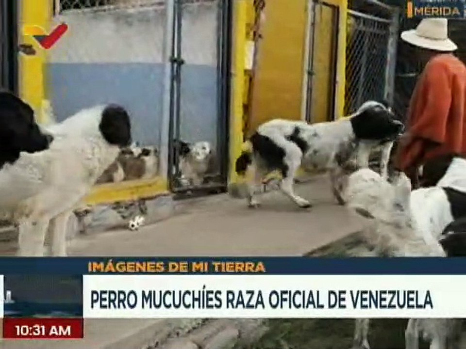 El perro Mucuchies es la raza oficial de Venezuela y habita en el ...