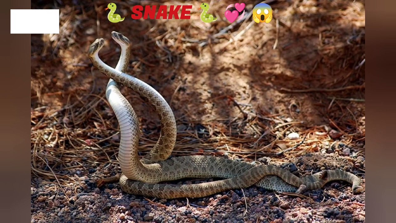 Let's see the love of 2 snakes How 2 SNAKES love each other - video ...