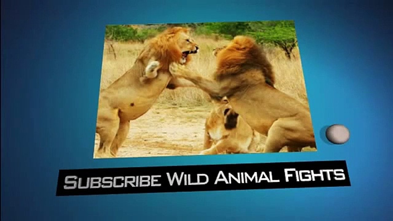 Biggest Wild Animal Fights 3 Amazing Videos - Vidéo Dailymotion