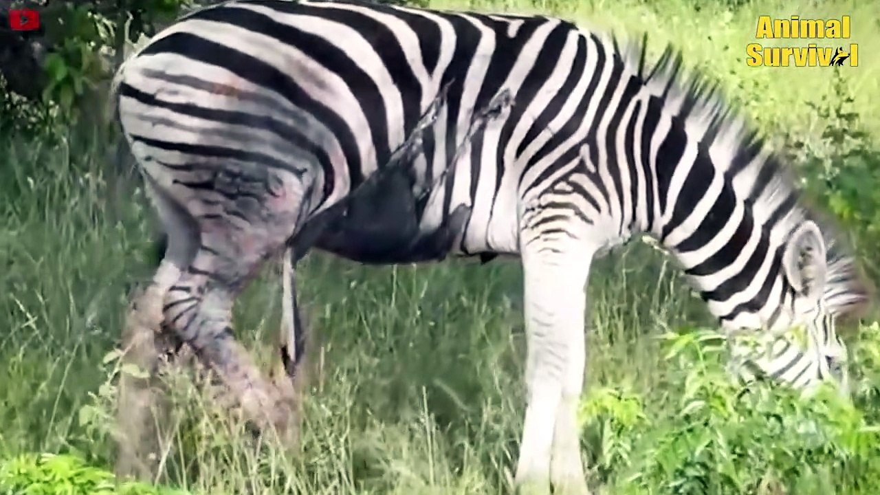 18 Horror Moments Zebra Get Injured But Still Alive Caught On Camera ...