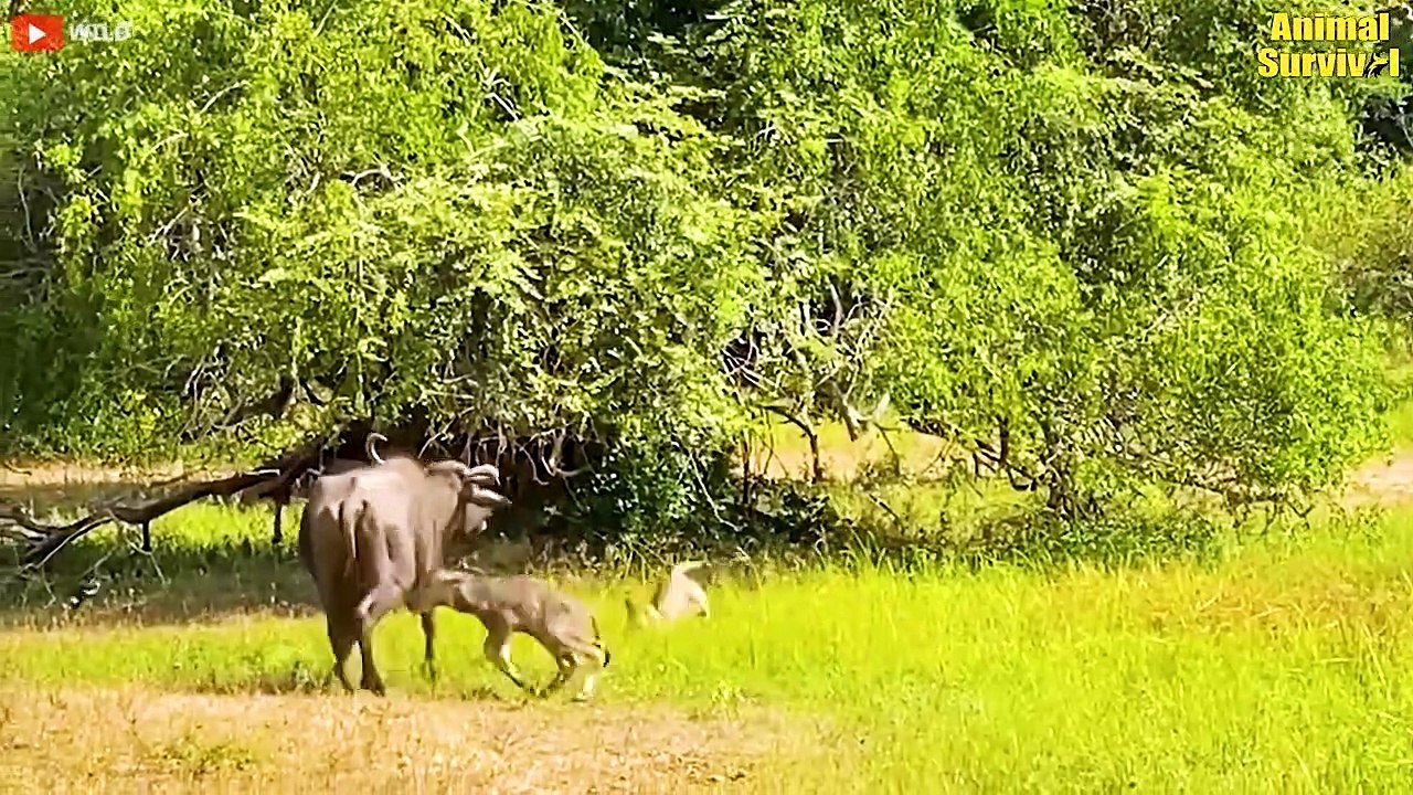 30 Horrific Moments When Deadly Horns Crush Predators Wildlife ...