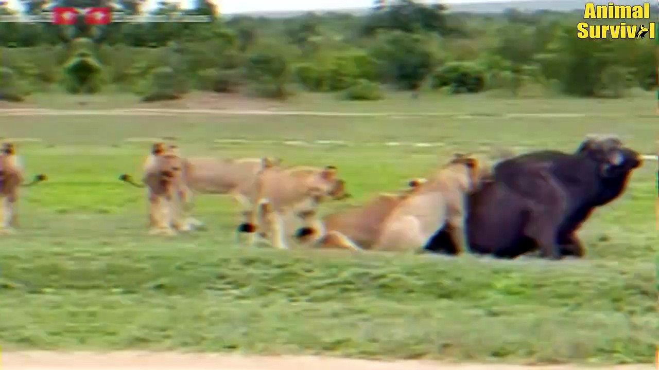 100 Crazy Buffalo vs Lion Fight! Buffalo Gang Attacks Lion Gang ...