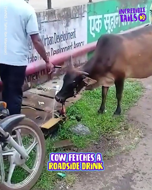 This clever cow learns to drink from tap - video Dailymotion