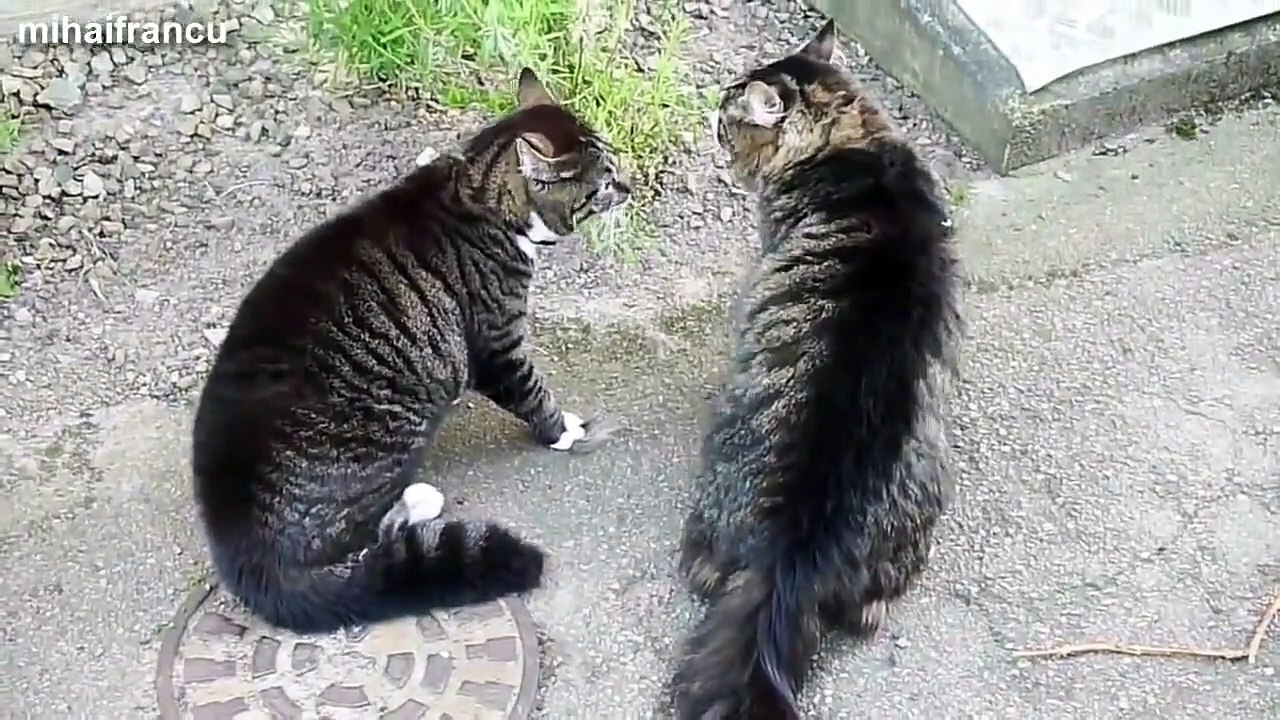 HD Animals Making Funny Noises and Sounds Funny Animal Compilation ...