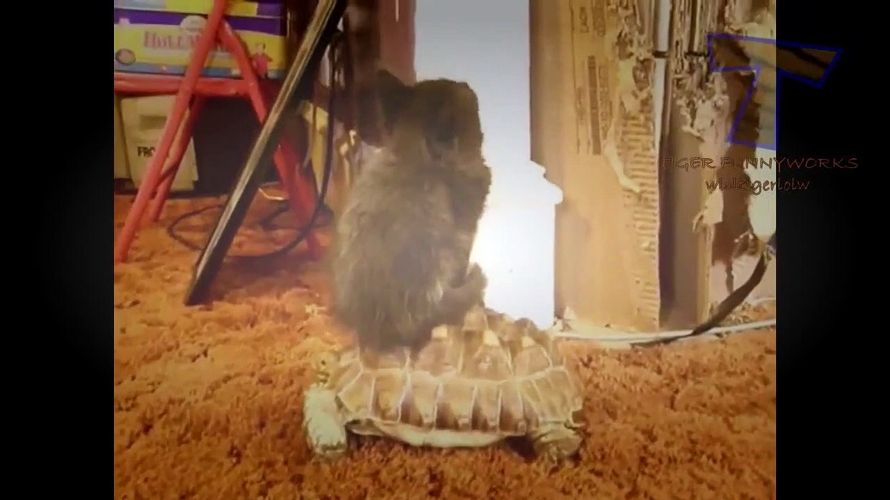 Funny animals riding turtles - Animal compilation - Vidéo Dailymotion
