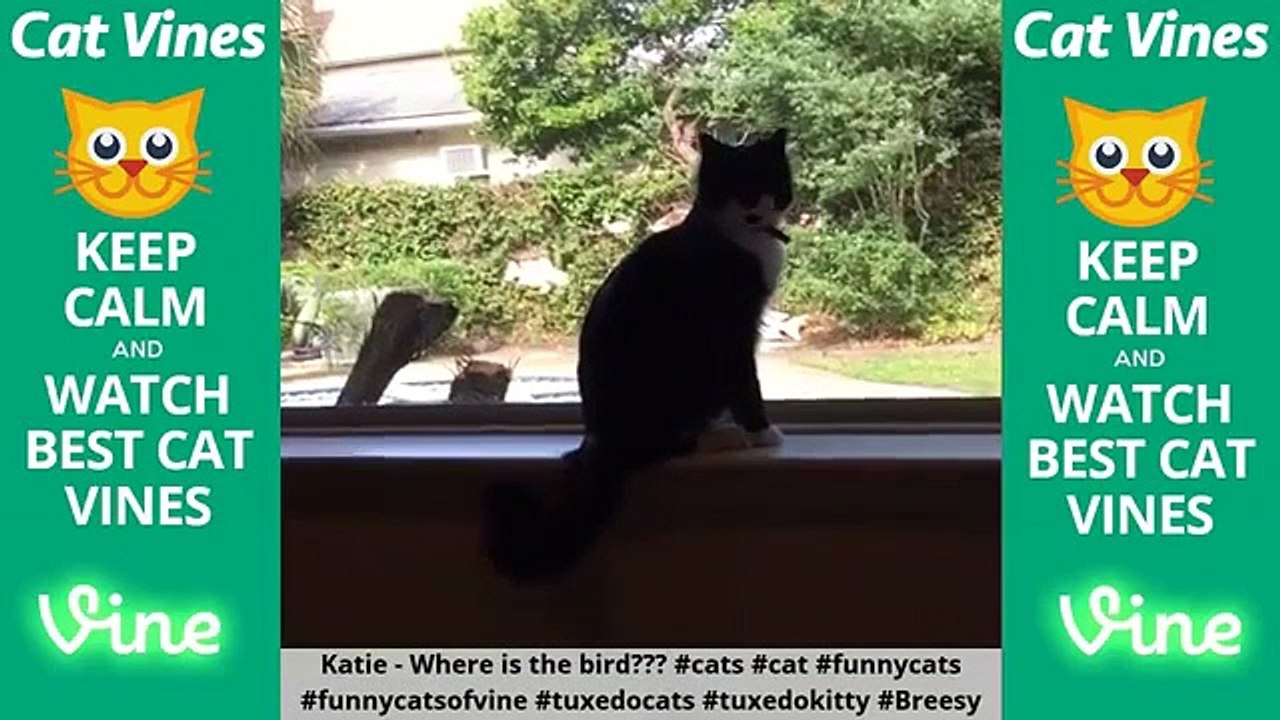 Best Funny Cat Vines Compilation 2015 #1 - Vidéo Dailymotion
