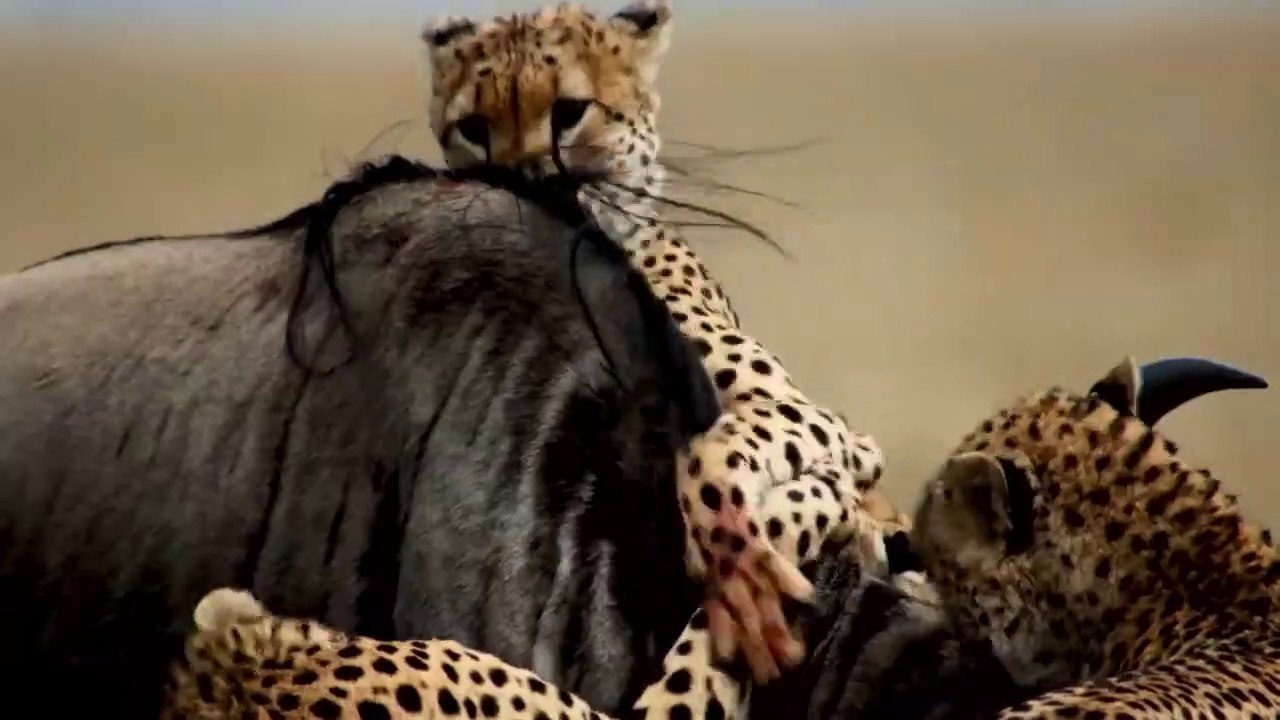cheetah hunting its preys best moments | Animals | Wild - video Dailymotion