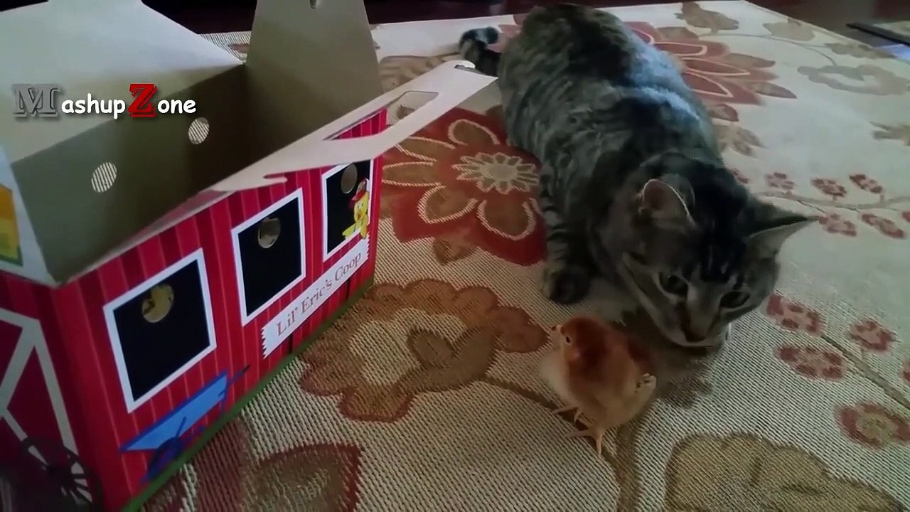 Funny Cats Meeting Cute Baby Animals Compilation [CUTE] (3) - Vidéo ...