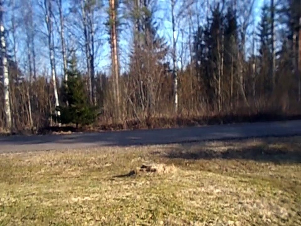 Joutsenten Kevätmuutto - video Dailymotion