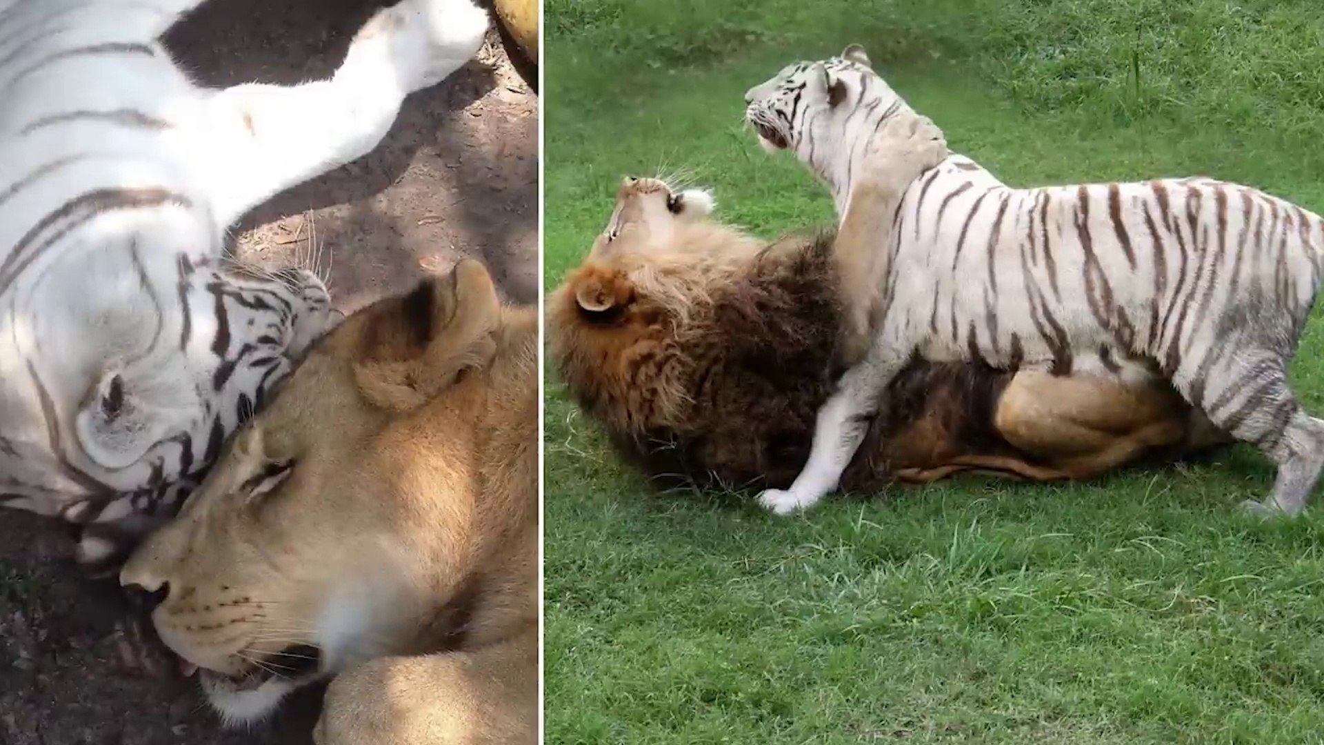 Lion And Tiger Mating Drawings Tigers And Lion On White Background