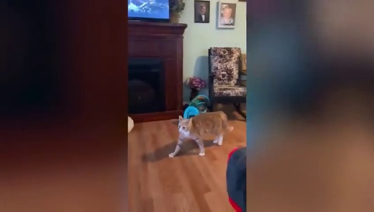 Cute and Funny Cat Videos to Keep You Smiling _480p - video Dailymotion