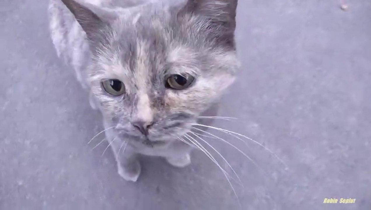 Lonely cat is friendly and so cute_480p - video Dailymotion