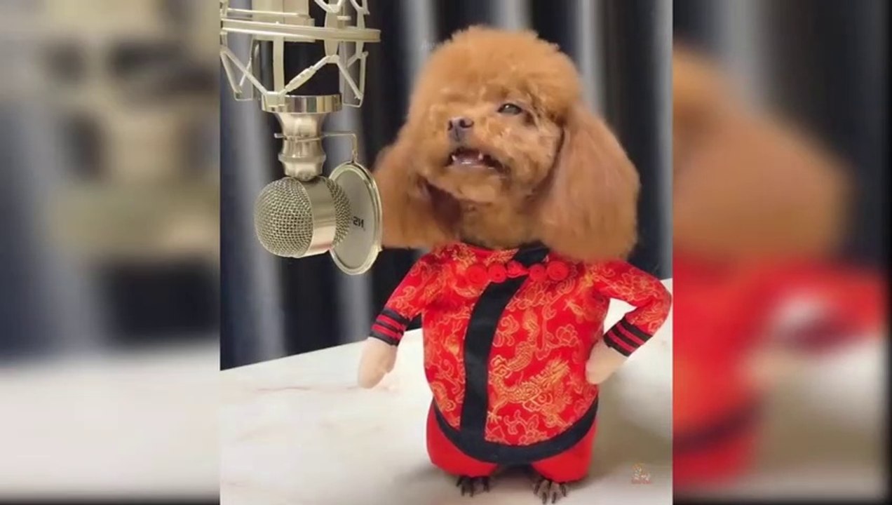 Baby Dogs Cute and Funny Dog Videos Compilation 62 Aww Animals_480p ...