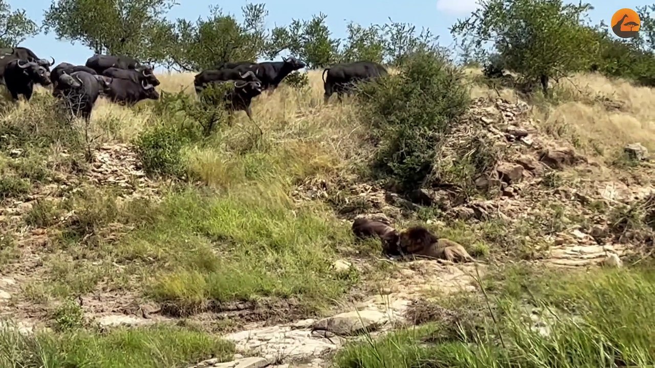 Male Lion Catches and Drags Entire Buffalo - video Dailymotion