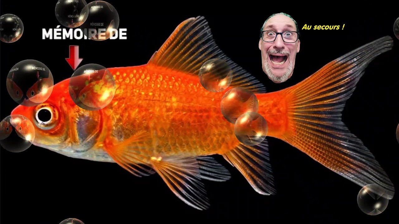 La mémoire des poissons rouges - Vidéo Dailymotion