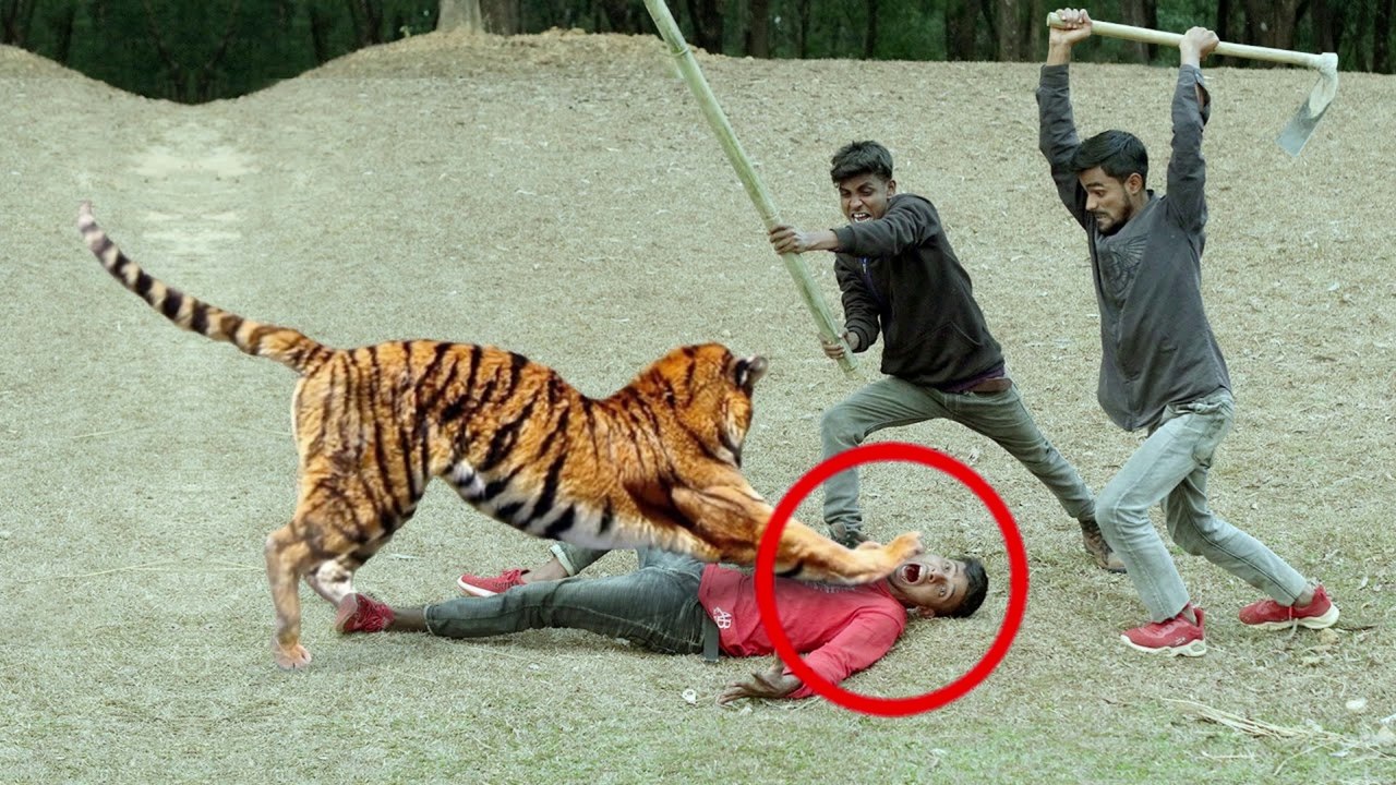 6 Tiger Encounters You Shouldn't Click On - video Dailymotion