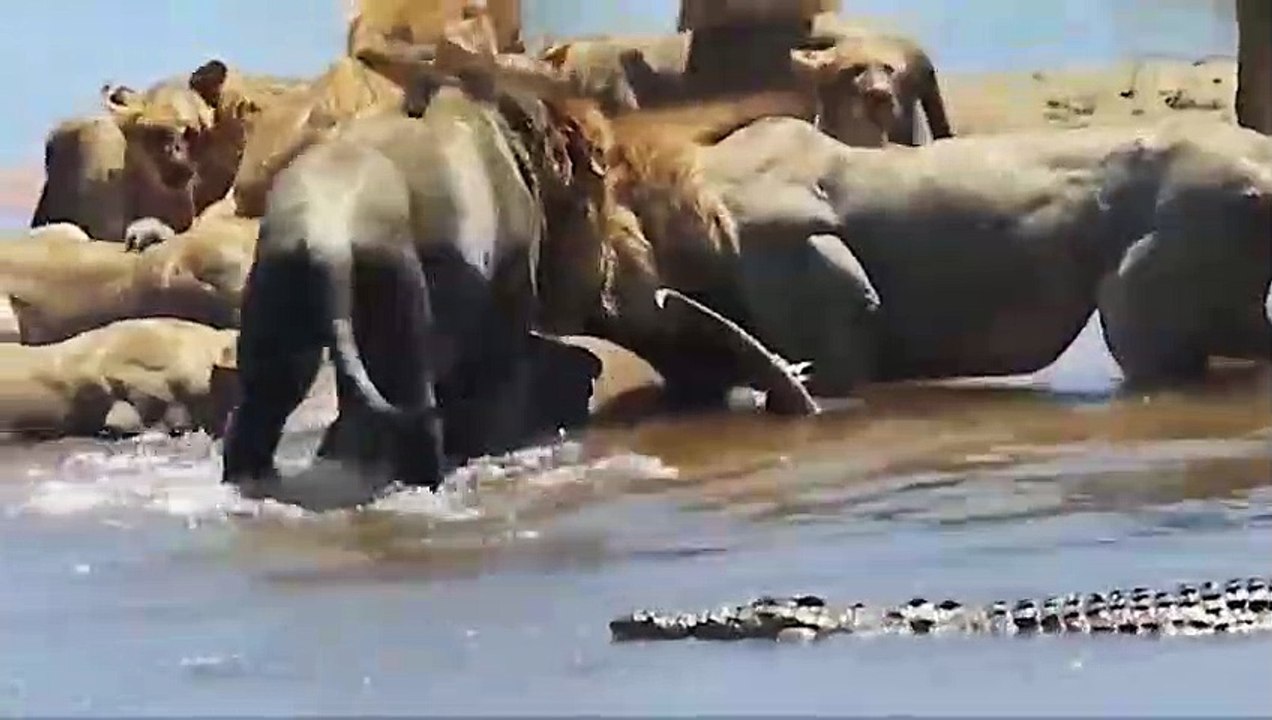 11 CRAZY Moments of Animals Fighting Over Food Pet Spot - video Dailymotion